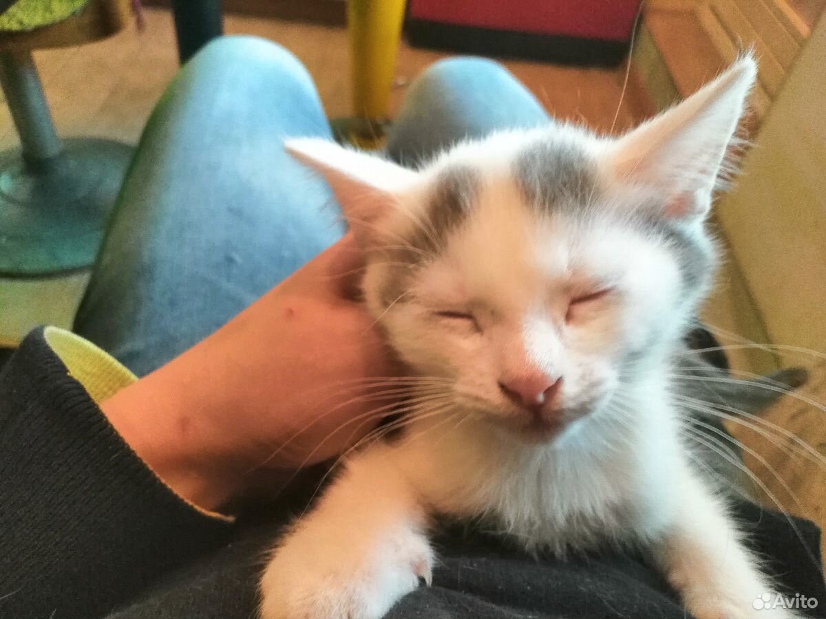 Котенок 1.5 месяца. Роззи. Девочка. Бесплатно