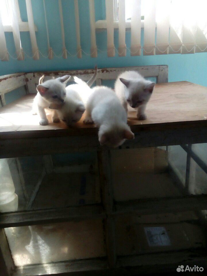 Котики тайцы