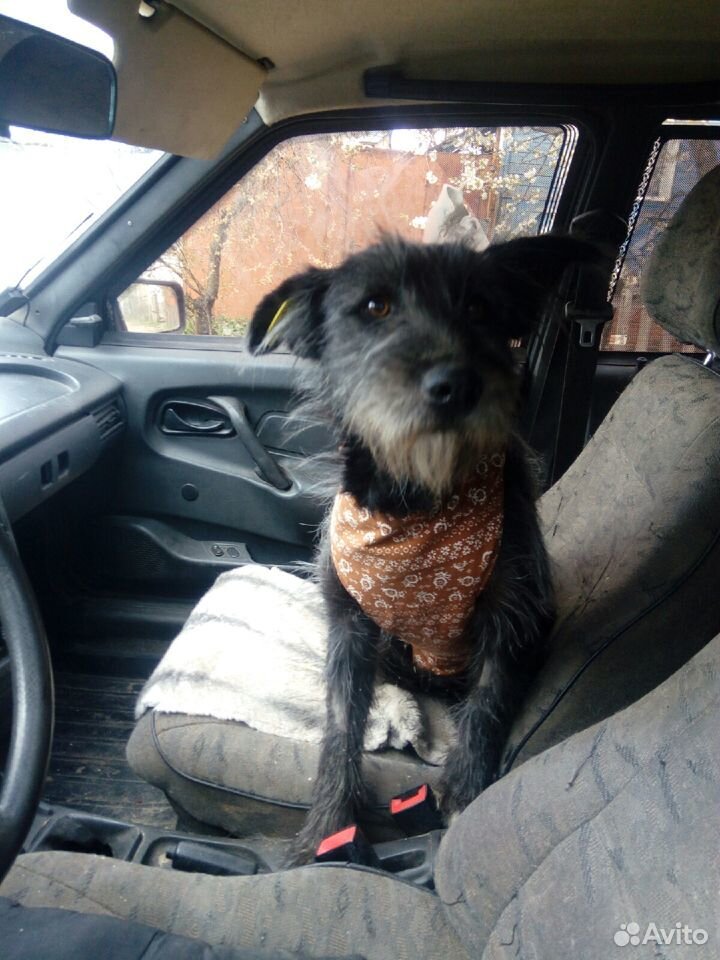 Не большая собачка Аля ищет дом