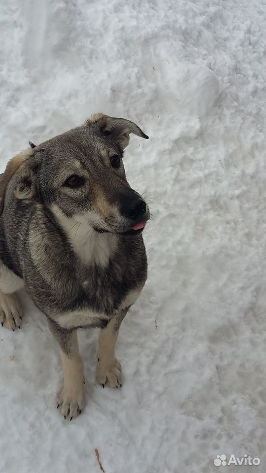 Собаки,собака, щенки, в дар, частный дом, охрана