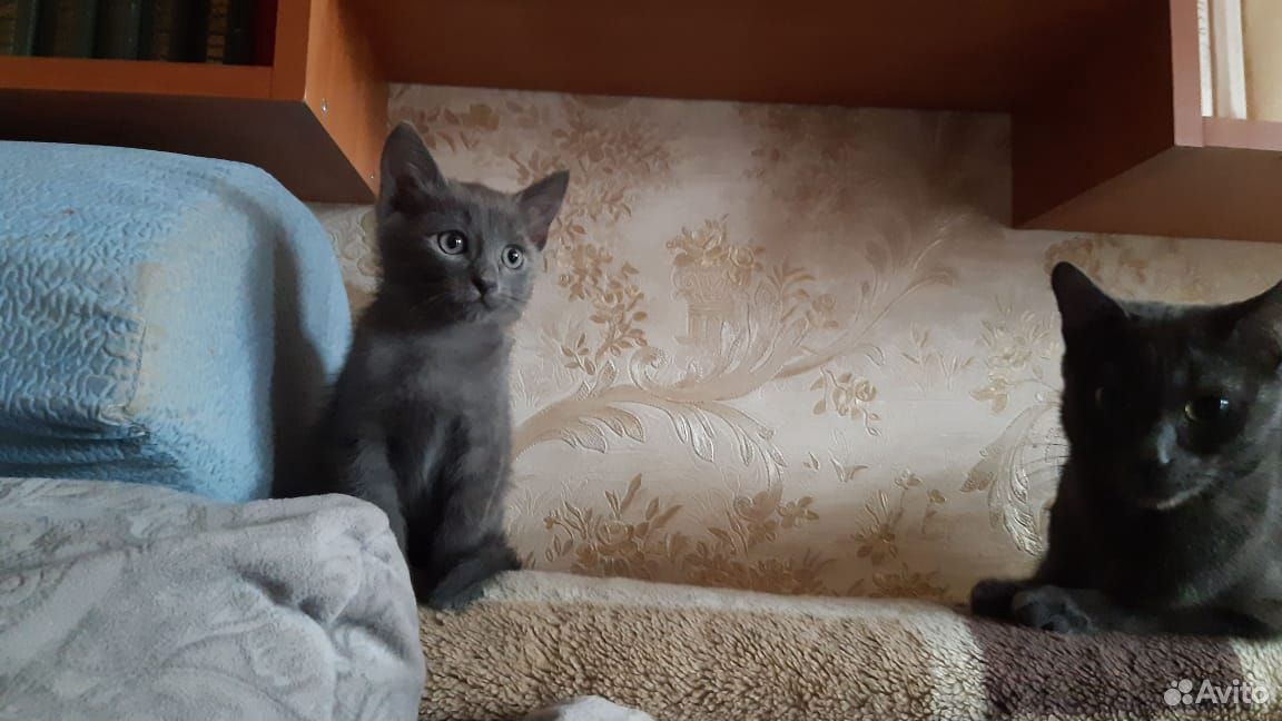 Котенок серый