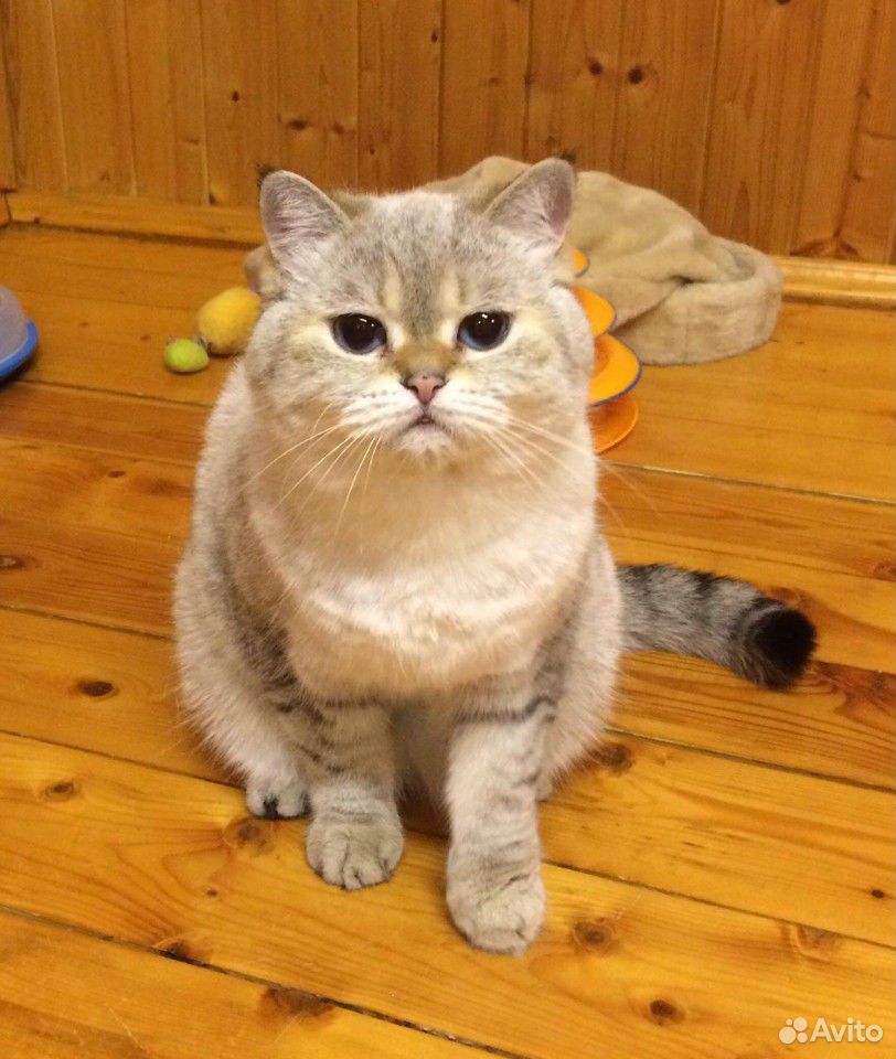 Британская кошечка