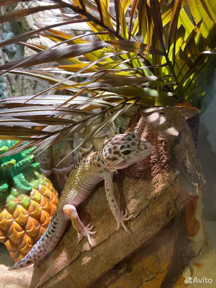 Эублефар 4 мес. с террариумом