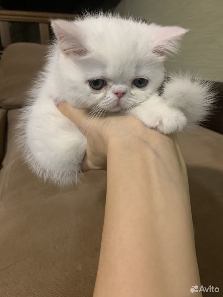 Экзот кошечка