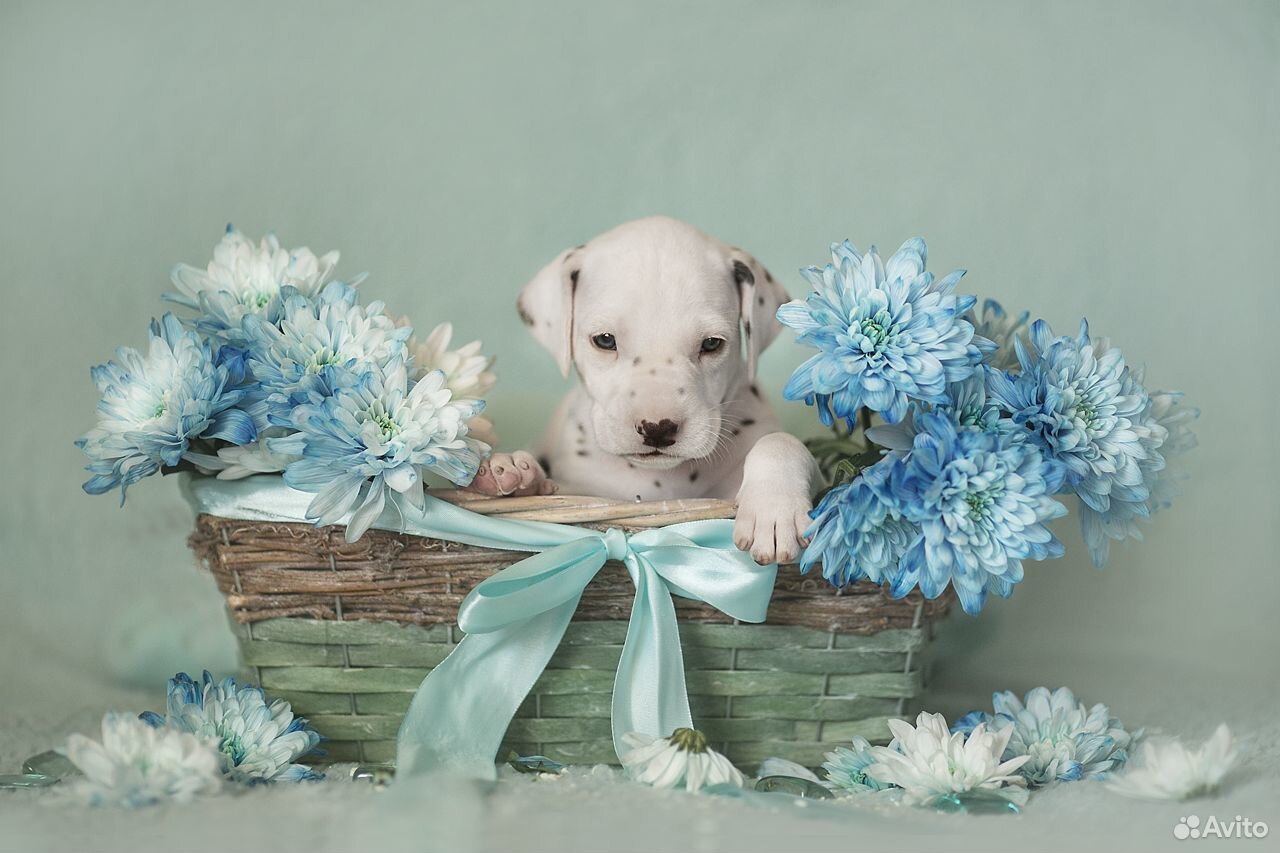 Пятнистый принц. Далматин