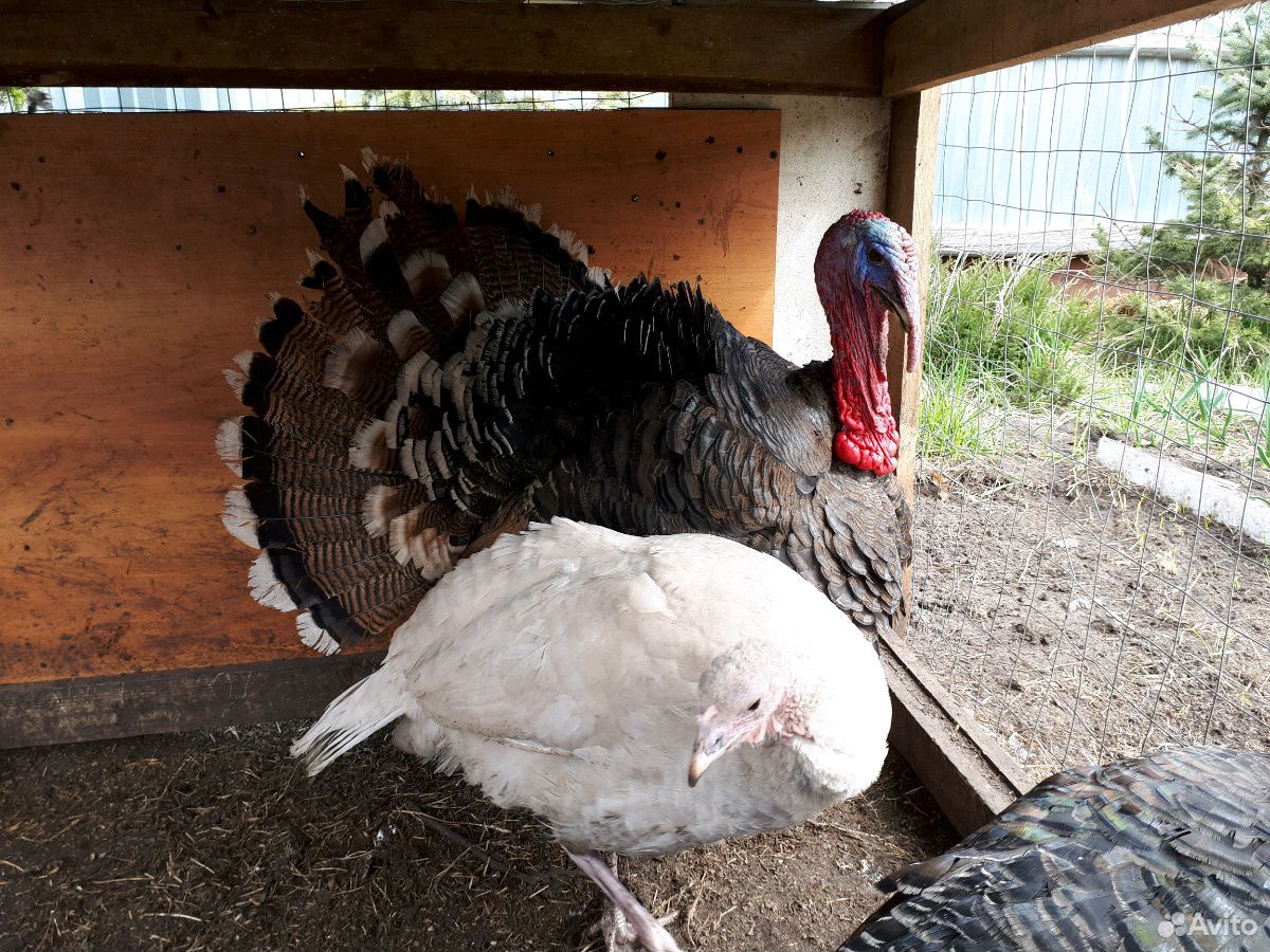 Индюки семья