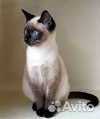Сиамская кошечка