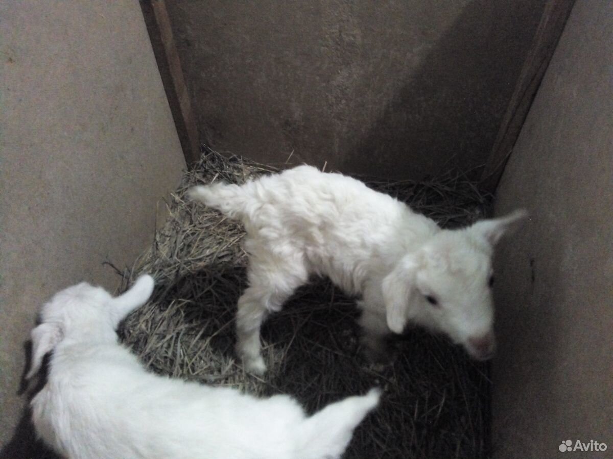 Новорожденные козлята