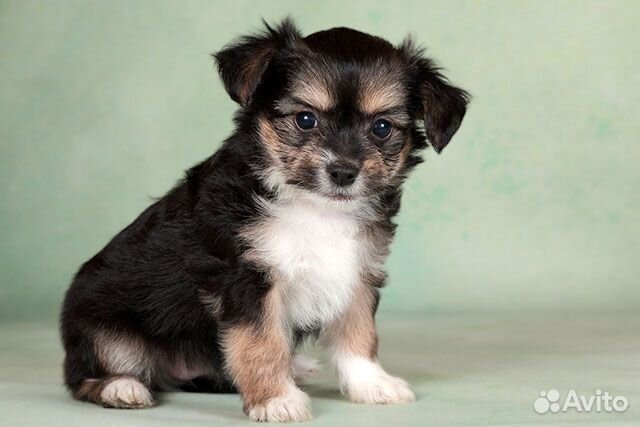 Китайская хохлатая собака пуховка