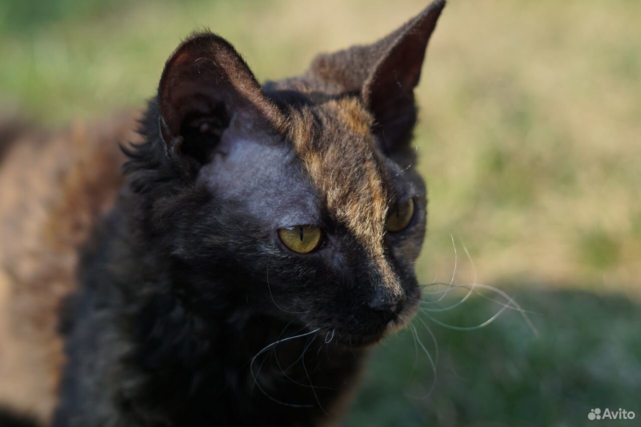 Милашка-кучеряшка