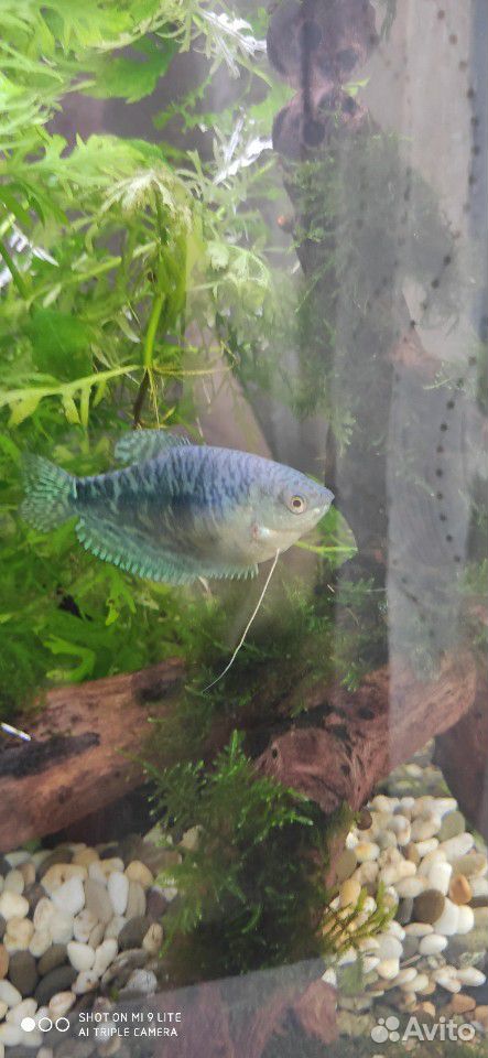 Аквариумные рыбки