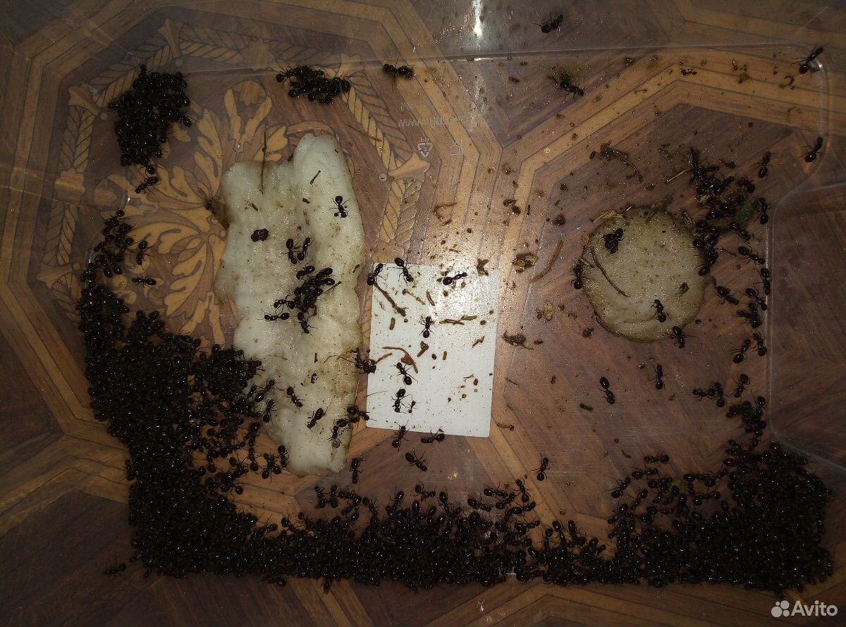 Матки жнецов (Messor Structor)