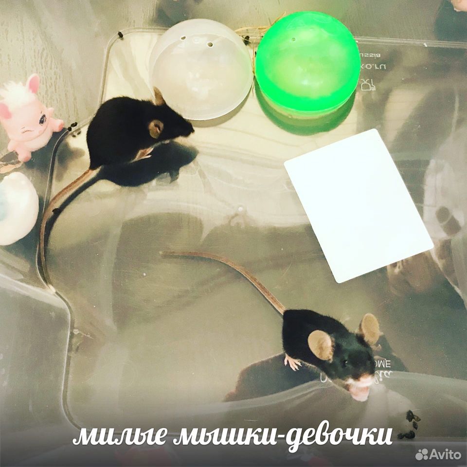 Декоративные домашние мышки