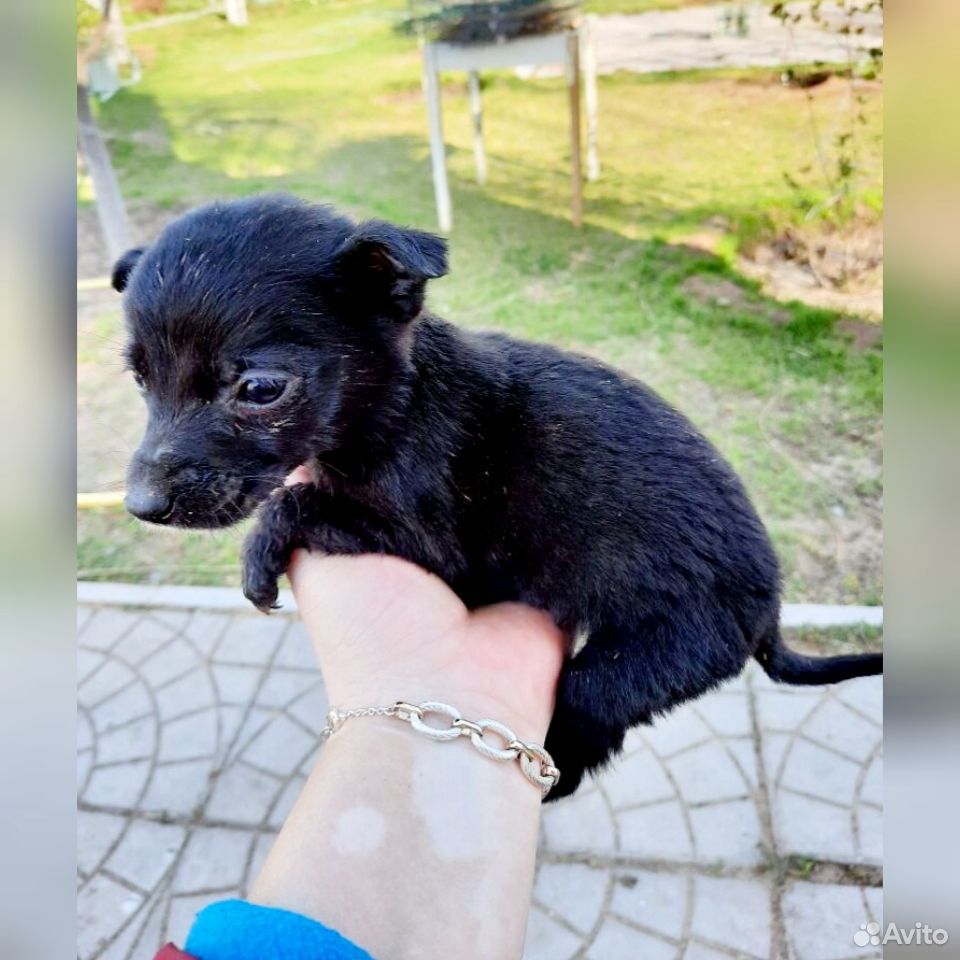 Щенки от небольшой собаки В добрве руки.В дом или