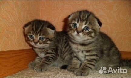 Золотой тигровый-шотландчик