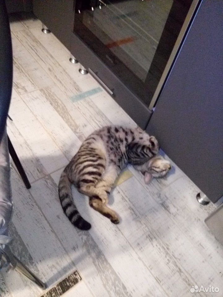 Кот ищет кошку на вязку