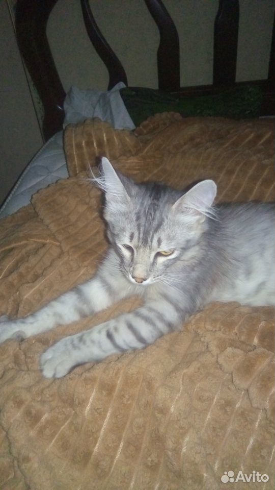 Отдам кота египетский мау