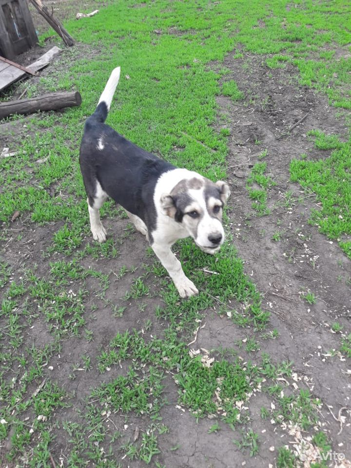 Щенки алабая