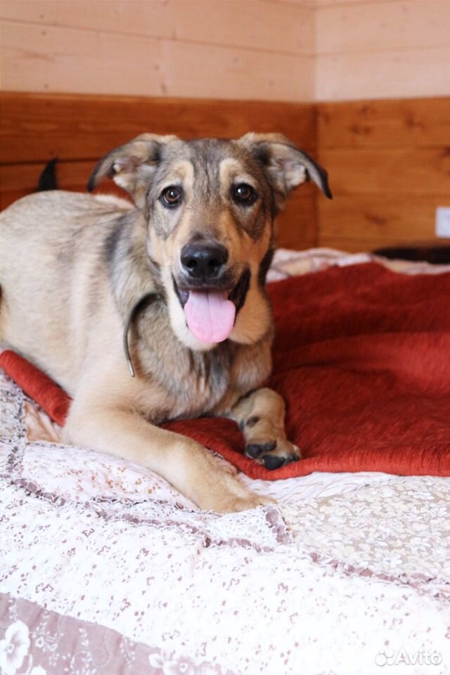 Щенок, Кастрированный кобель, собака, собаки