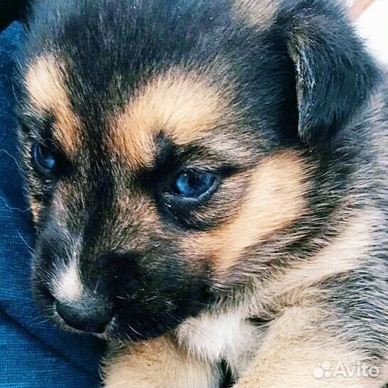 Голубоглазый щенок, помесь хаски с овчаркой. 2 мес