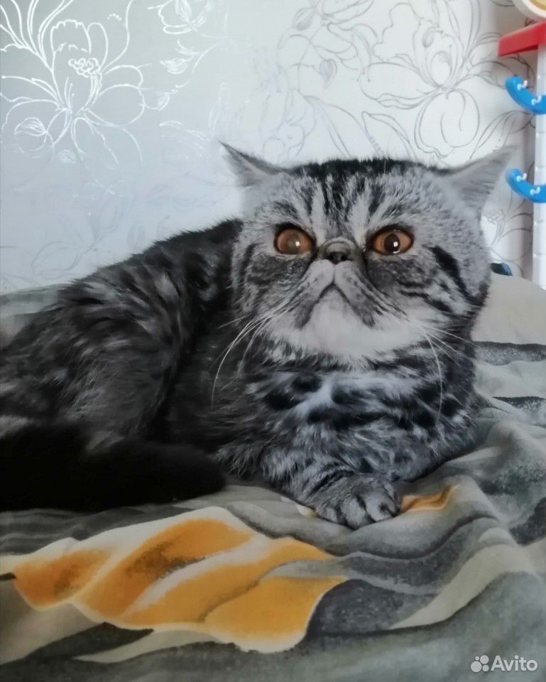 Кот экзот на вязку