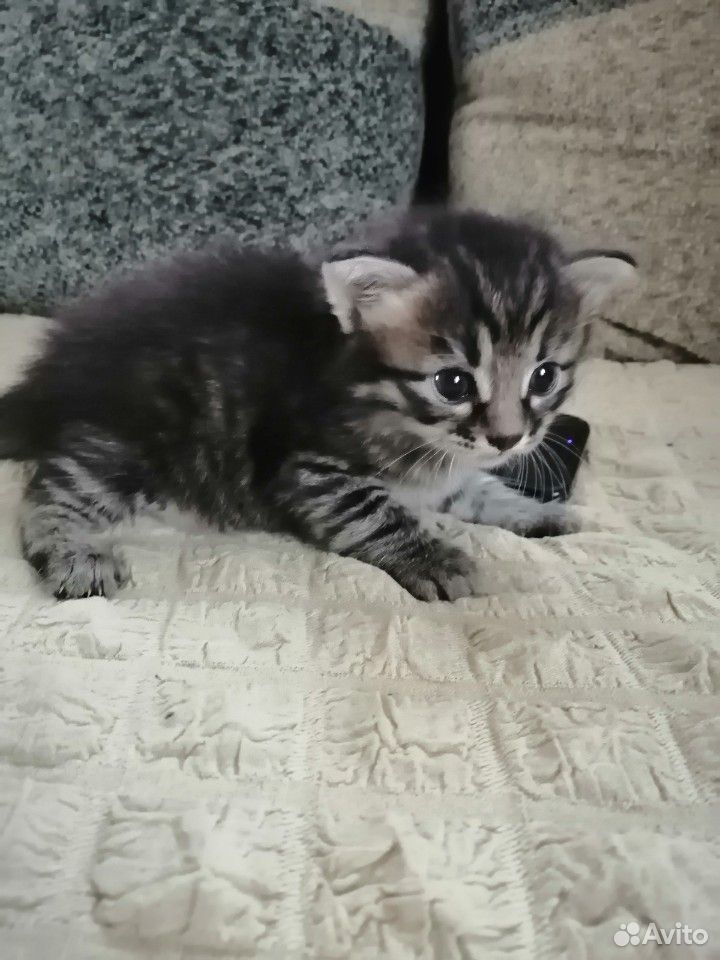 Красивый котик