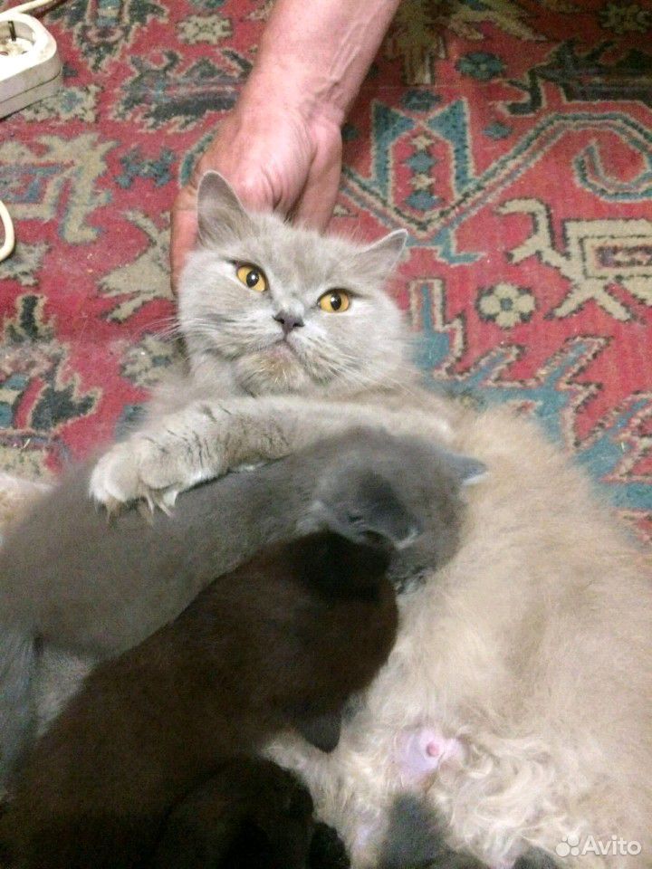 Котята