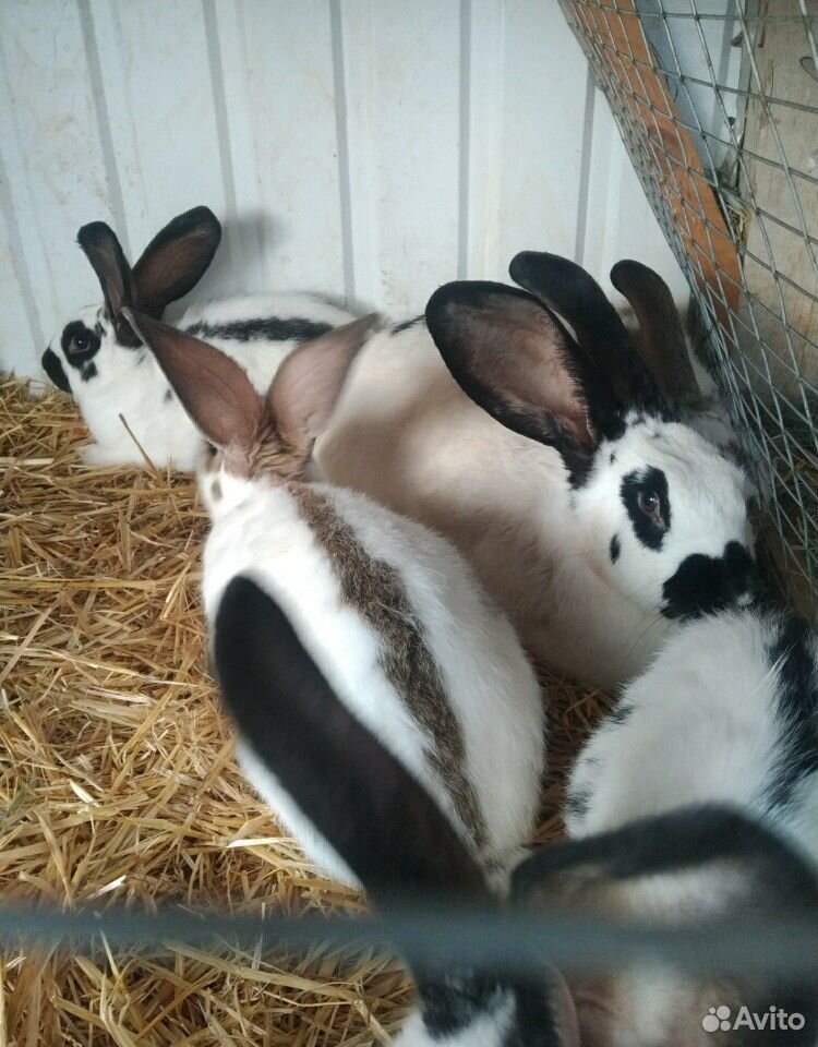 Продам Кроликов стрикач, И помесь бельгийца