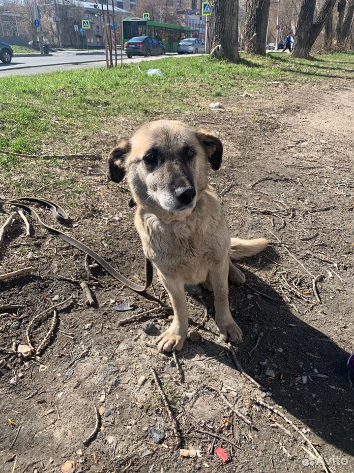 Милашку Сонечку в Дар