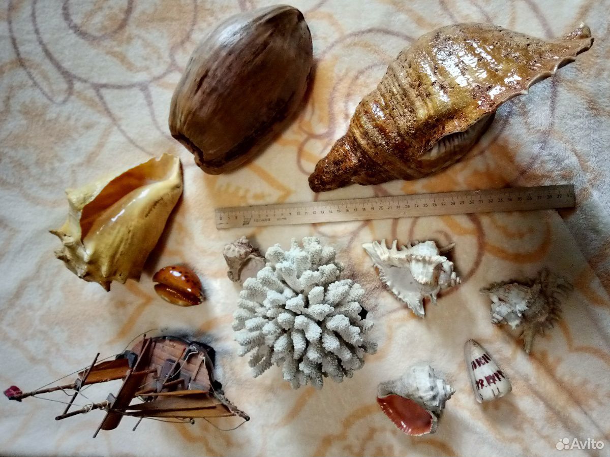 Коралл, ракушки, деревянный кораблик