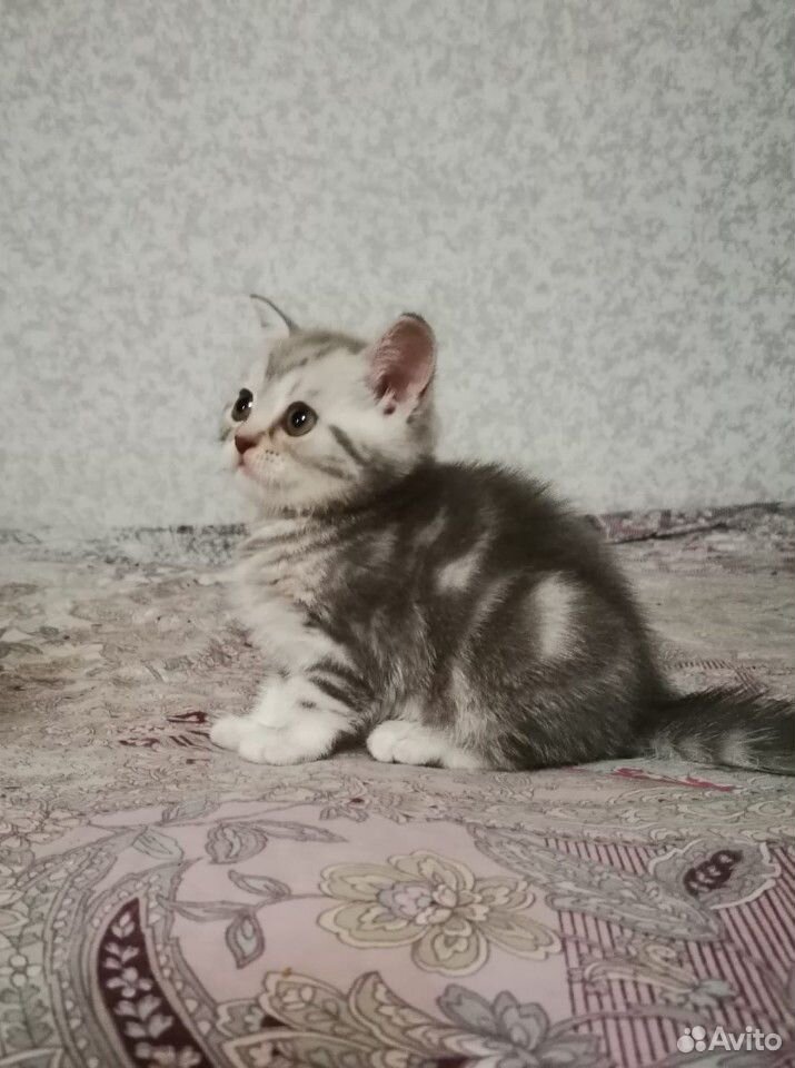 Шотландская мраморная девочка