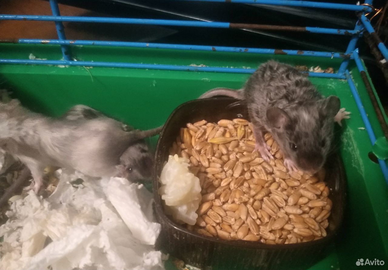 Сатиновые мышата