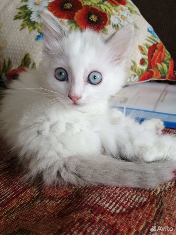 Котенок Снежок