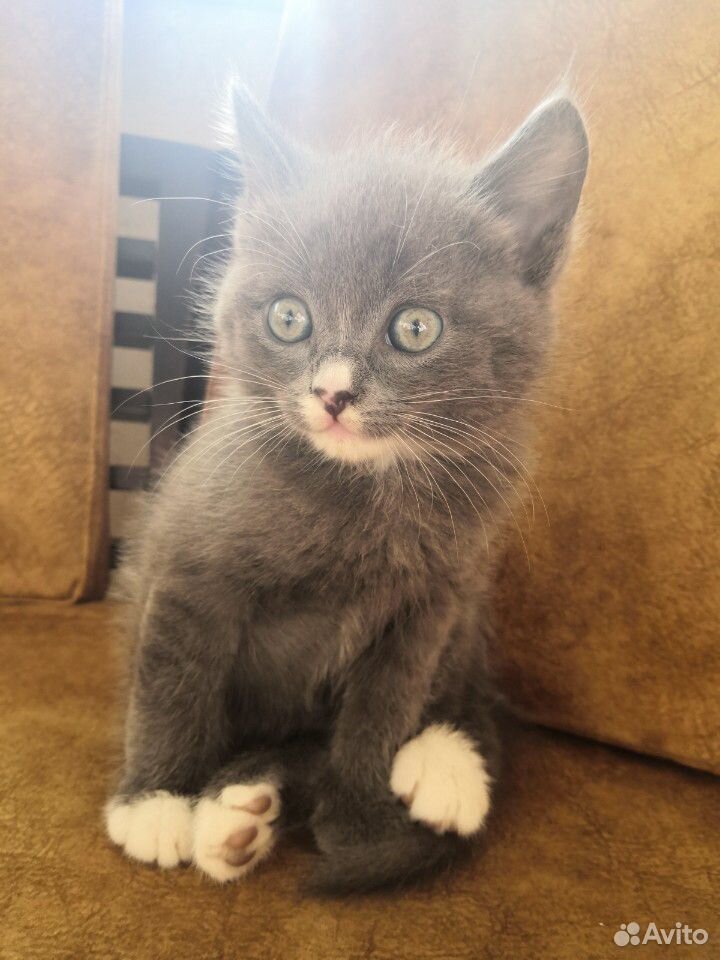 Отдам Коржика в добрые руки