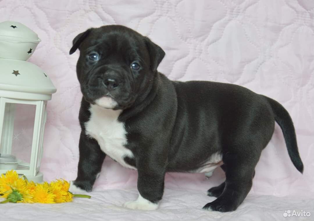 Супер мачо Американский булли