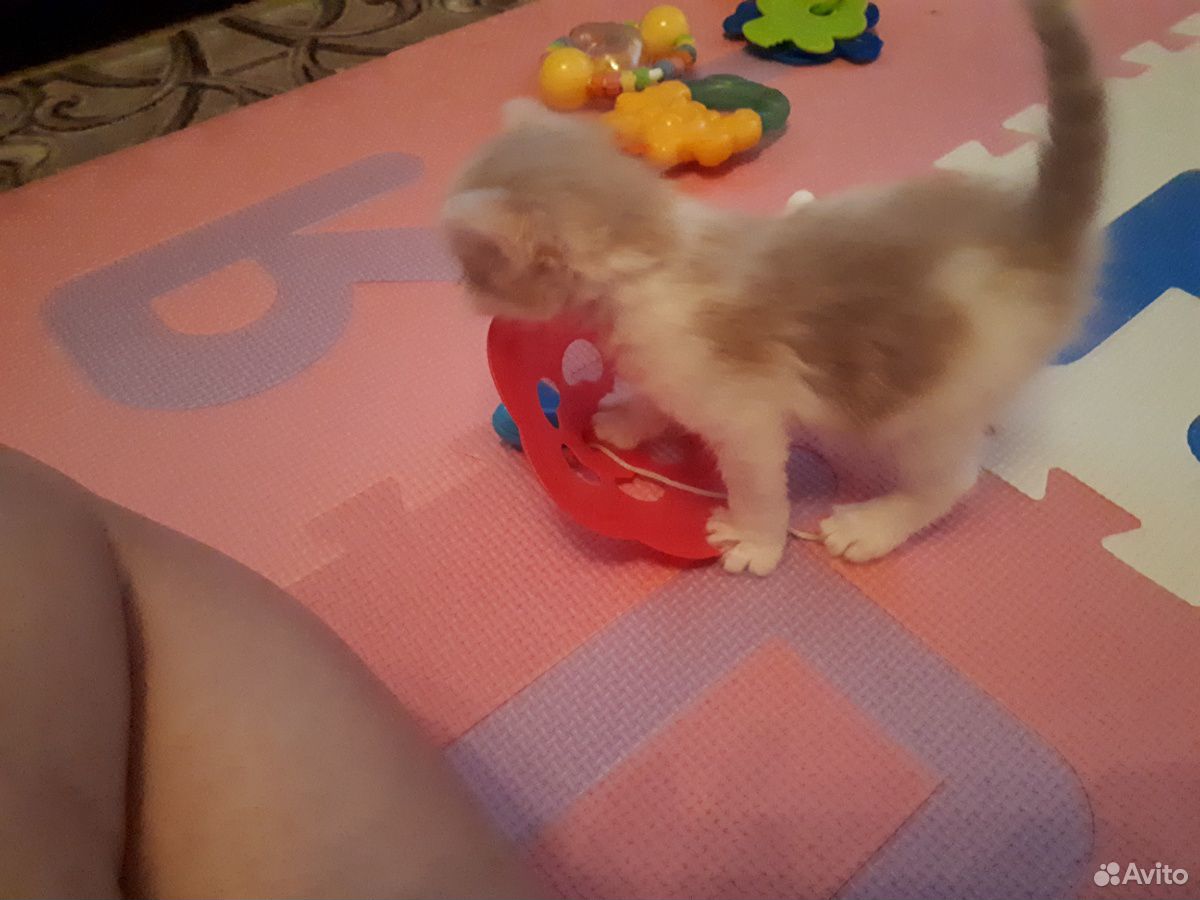 Кошка