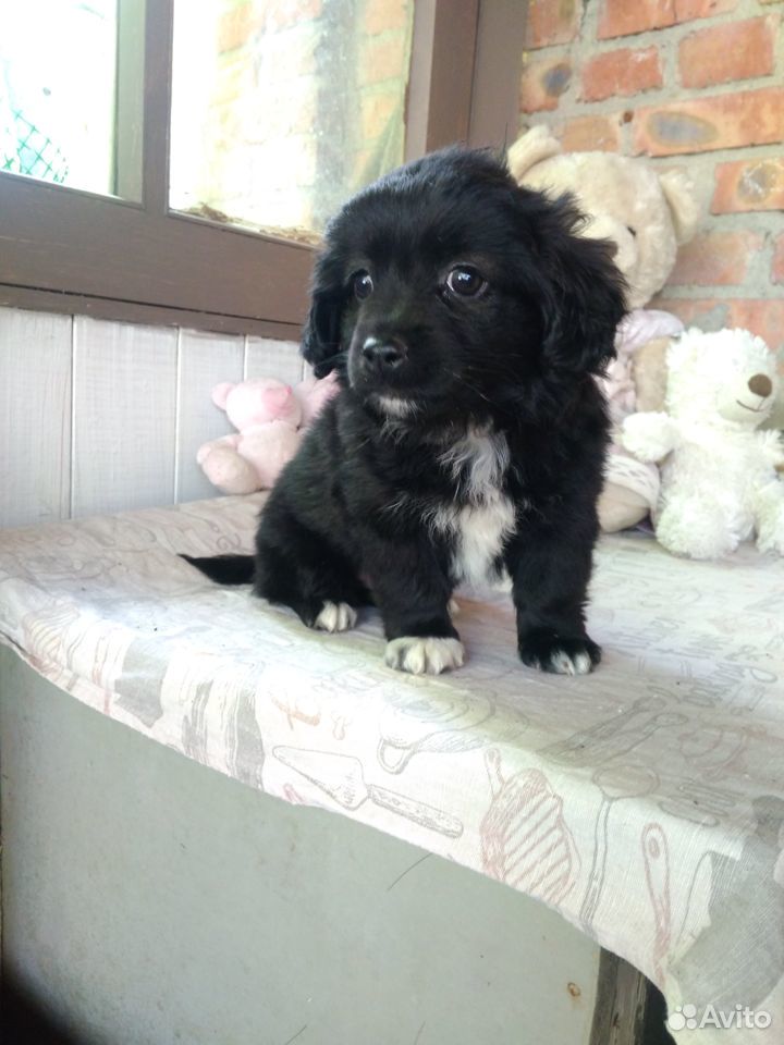 Помесь чихуахуа