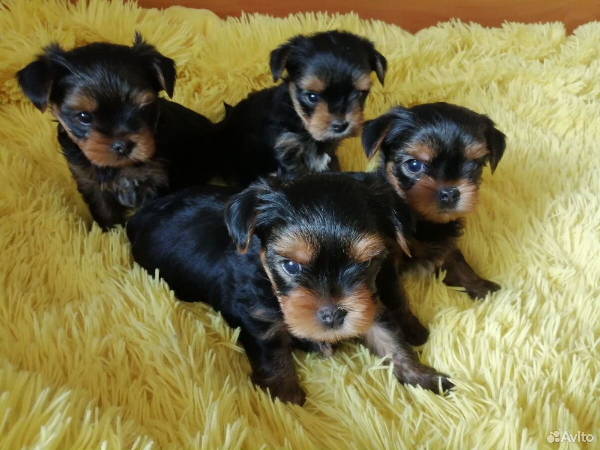 Йоркширский терьер