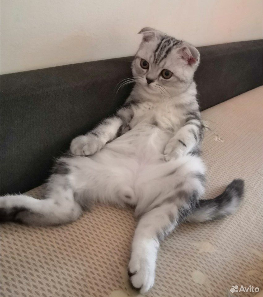 Вязка шотландский вислоухий кот