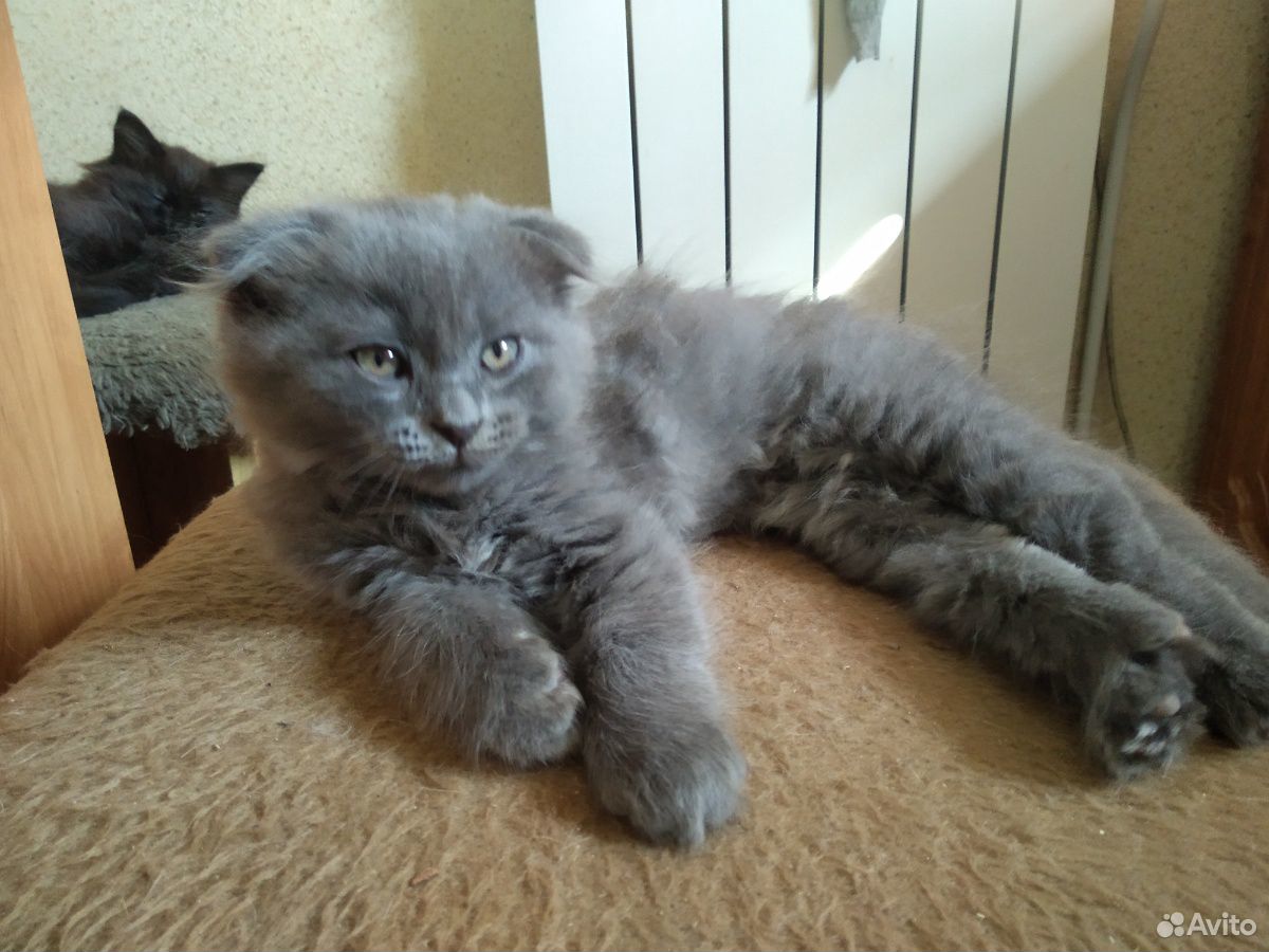 Отдаем 2-х котят. Один - вислоухий, второй - обычн