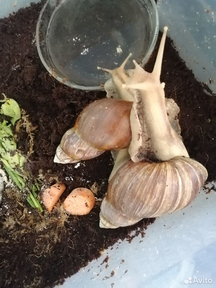 Улитки ахатины