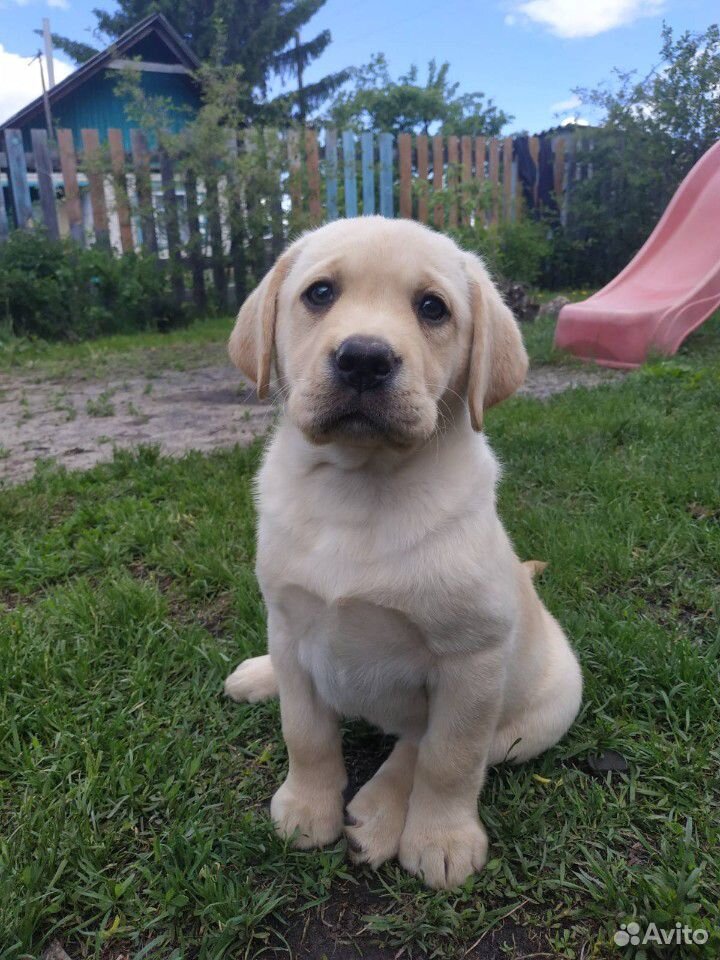 Лабромалышка