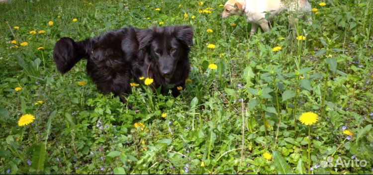 Ищет дом мелкая Собачка Марта