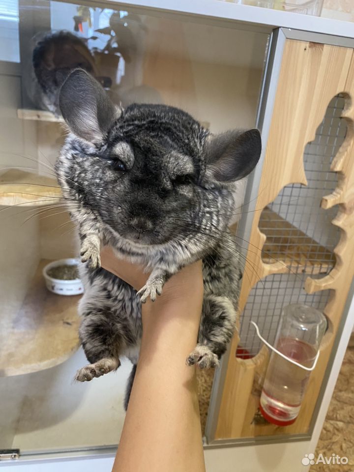 Шиншиллы с шикарной витринной в подарок