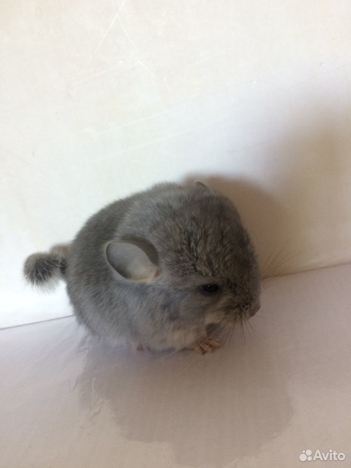 Шиншиллята