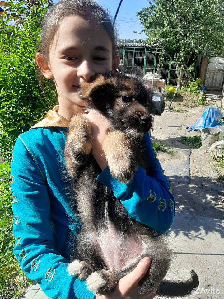 Чудо щенуля