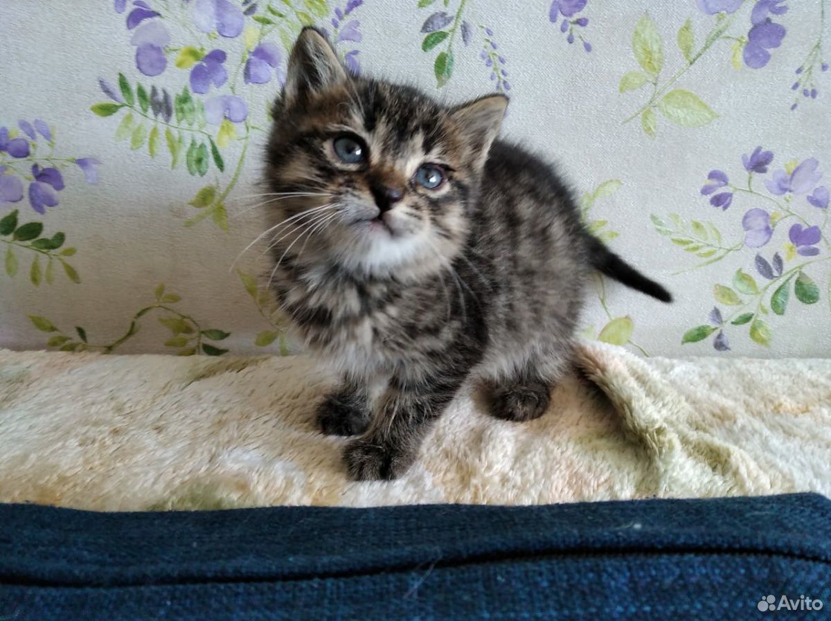 Тигруля-мальчик 1.5 мес в дар