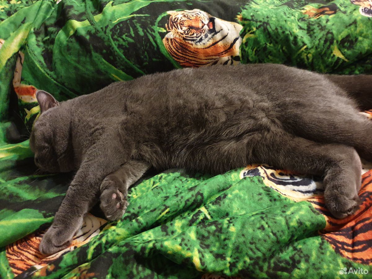 Отдам в добрые руки домашних котиков