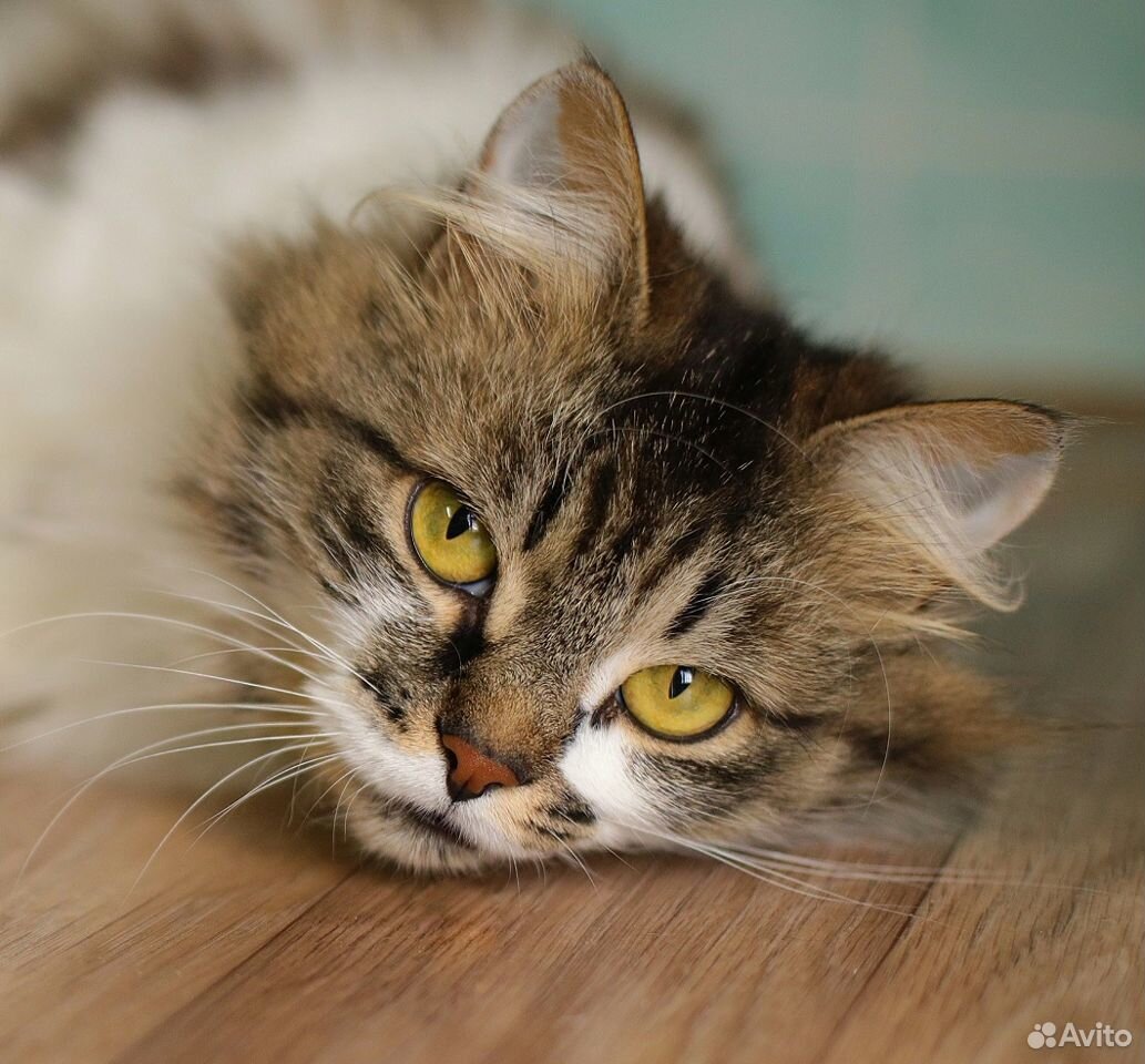 Роскошная кошечка в добрые руки