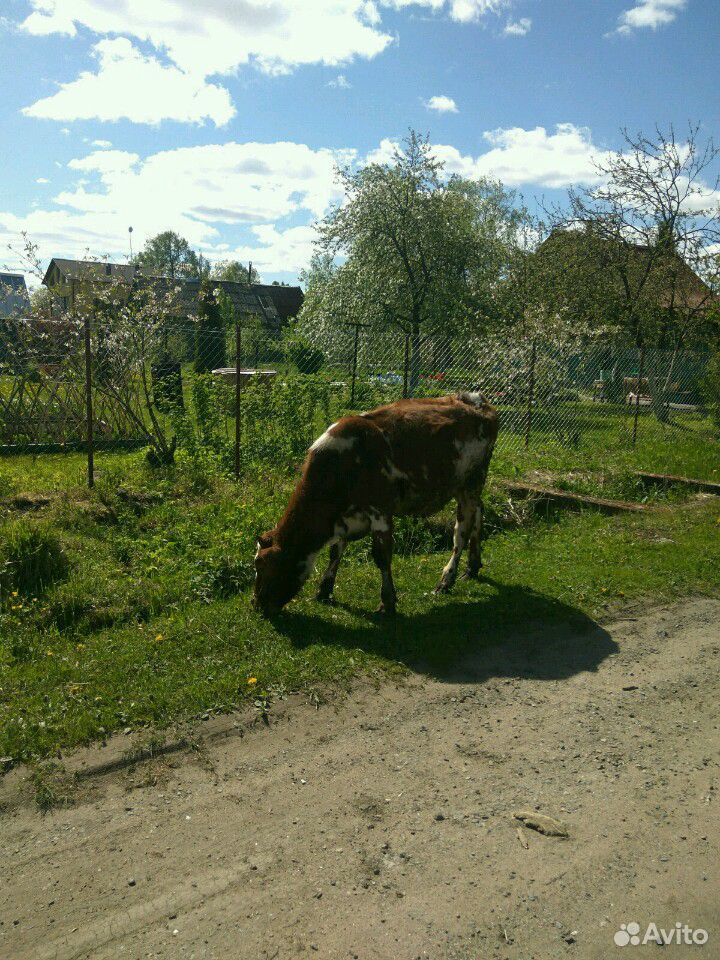 Телка и корова